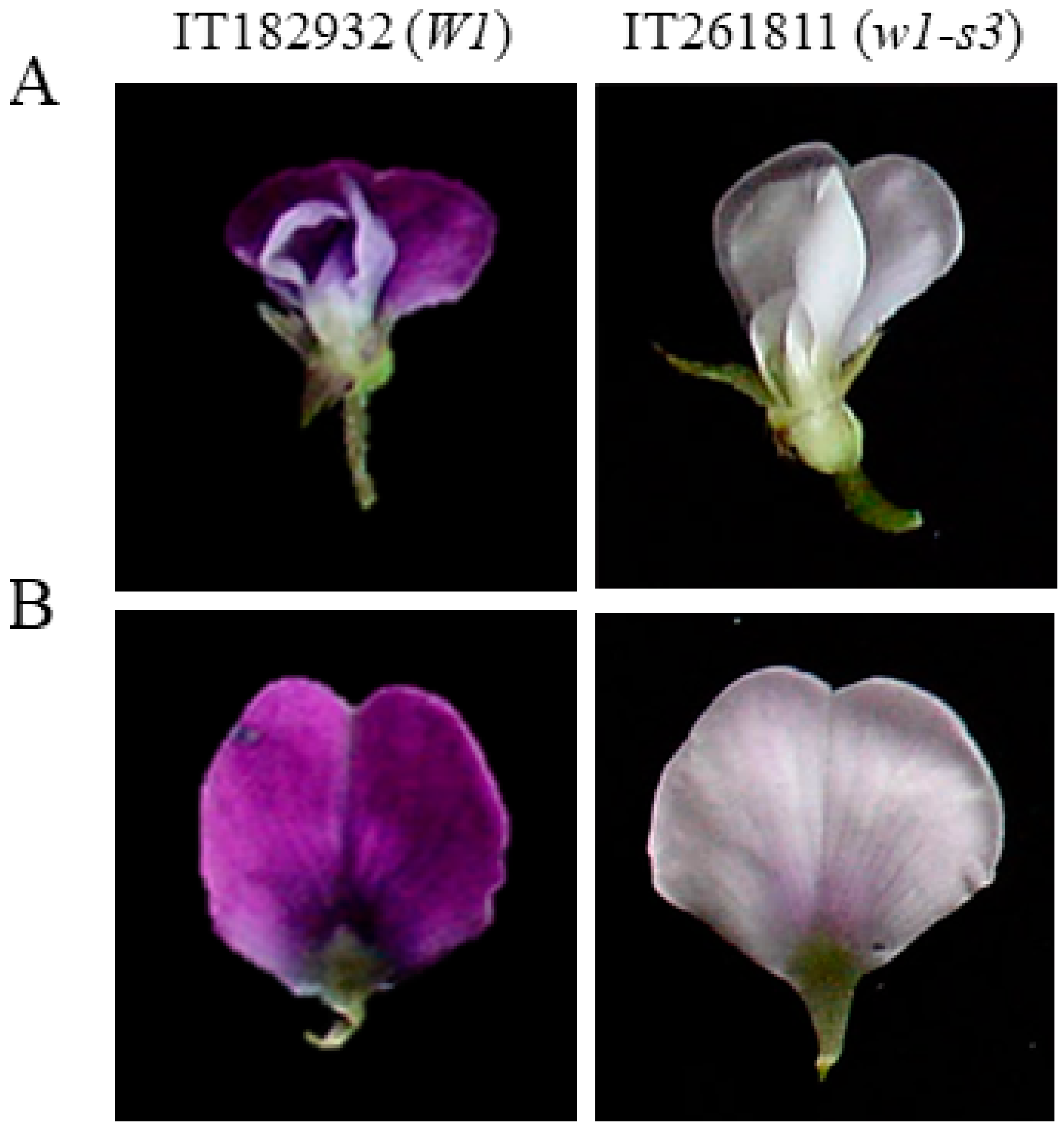 A Novel Pinkish-White Flower Color Variant Is Caused by a New Allele of ...