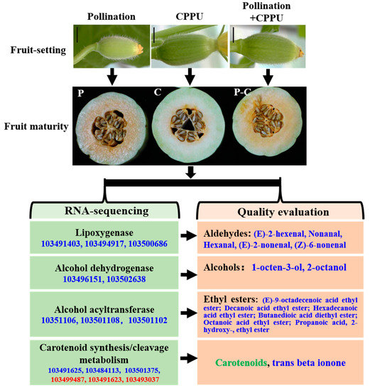 Transcriptomic and Metabolomic Studies Reveal Mechanisms of Effects of ...