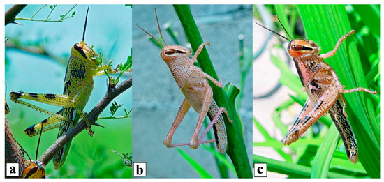 State of the Art Management of the Central American Locust Schistocerca ...