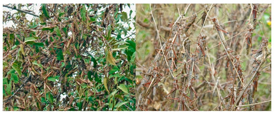State of the Art Management of the Central American Locust Schistocerca ...