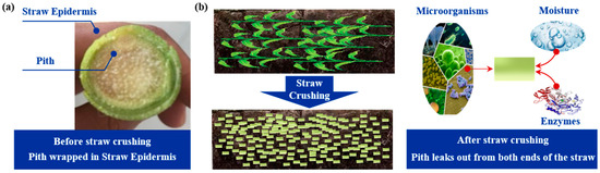 Fine-Crush Straw Returning Enhances Dry Matter Accumulation Rate of ...