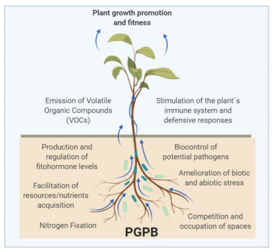 Plant Growth-Promoting Bacteria as Bioinoculants: Attributes and ...