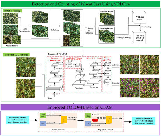 Rapid Detection and Counting of Wheat Ears in the Field Using YOLOv4 with Attention Module