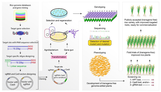 Applications and Potential of Genome-Editing Systems in Rice ...
