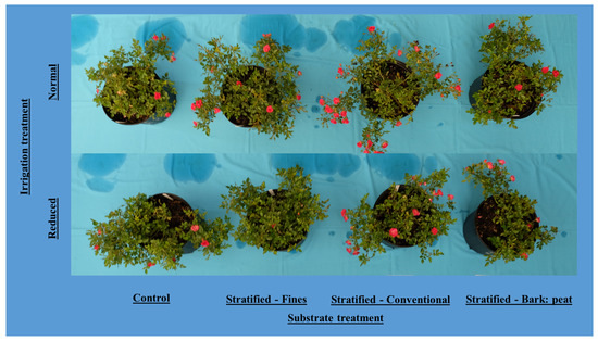Substrate Stratification: Layering Unique Substrates within a Container ...