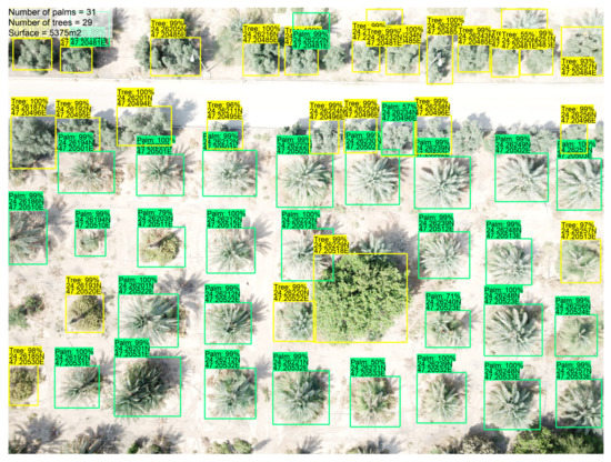 Agronomy | Free Full-Text | Deep-Learning-Based Automated Palm Tree Counting and Geolocation in ...