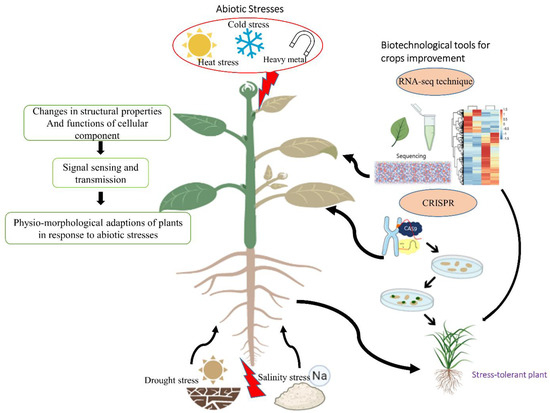 Abiotic Stress in Plants; Stress Perception to Molecular Response and Role of Biotechnological ...