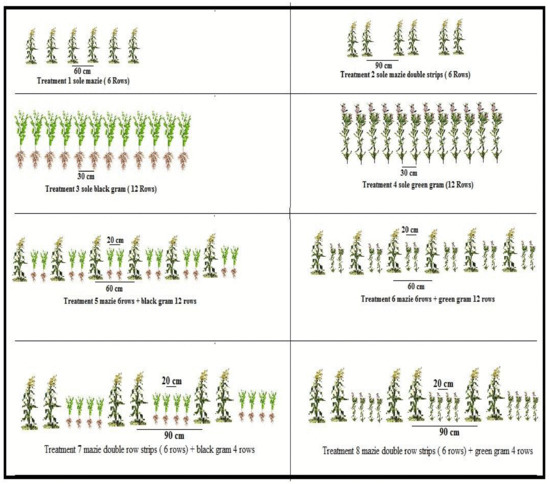 Green Gram Plant Diagram
