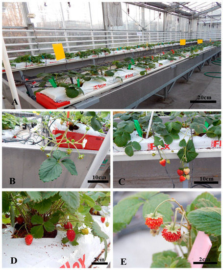 Agronomy | Special Issue : Strawberry Production in a Protected ...