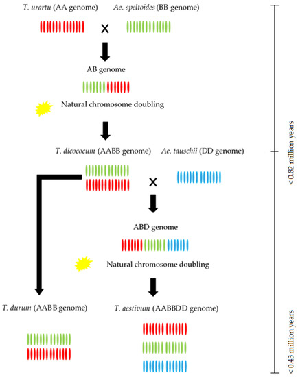 Potential of Wild Relatives of Wheat: Ideal Genetic Resources for ...