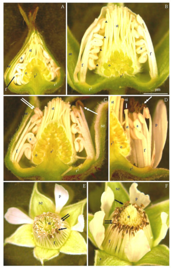 Structure of Anther Epidermis and Endothecium, Production of Pollen ...