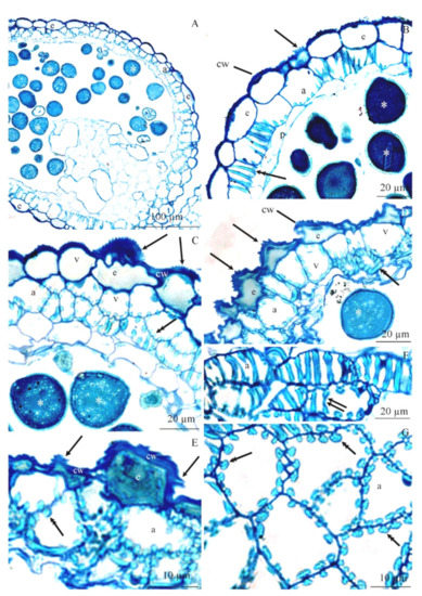 Structure of Anther Epidermis and Endothecium, Production of Pollen ...