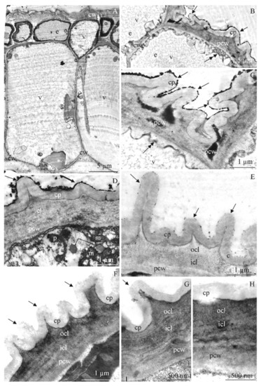 Structure of Anther Epidermis and Endothecium, Production of Pollen ...