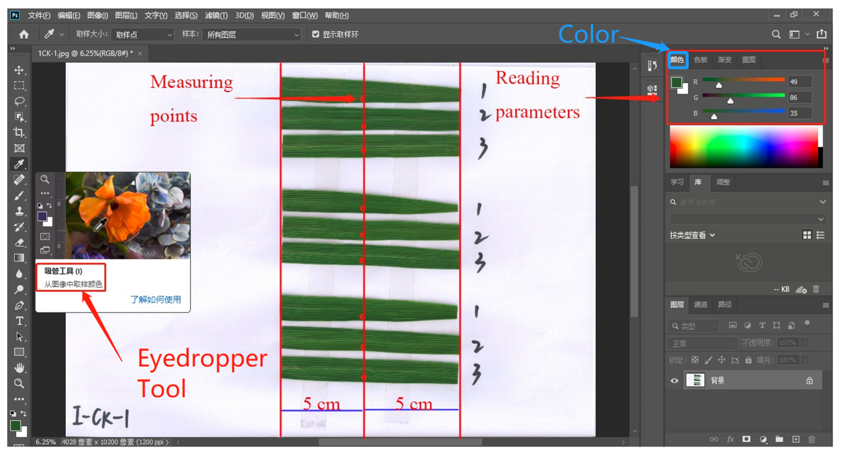 Detection and Dynamic Variation Characteristics of Rice Nitrogen Status ...