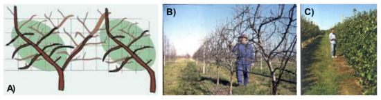 Training Systems and Sustainable Orchard Management for European Pear ...