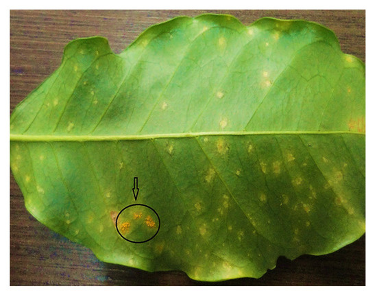 Strategies for Coffee Leaf Rust Management in Organic Crop Systems