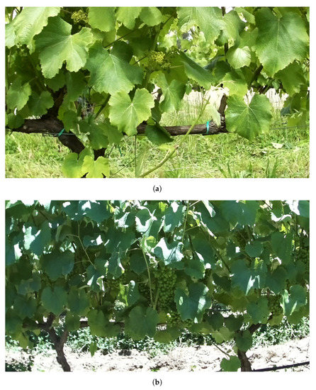 Agronomy | Free Full-Text | Grape Bunch Detection at Different Growth Stages Using Deep Learning ...