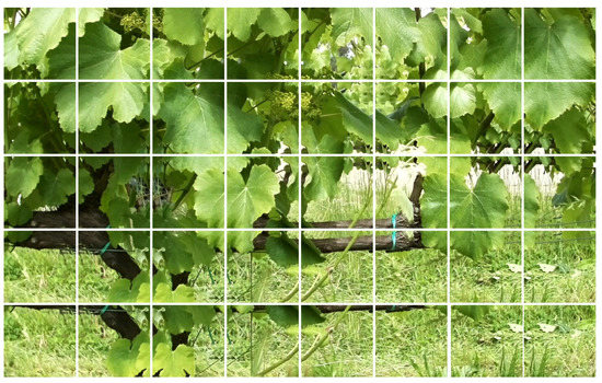 Agronomy | Free Full-Text | Grape Bunch Detection at Different Growth Stages Using Deep Learning ...