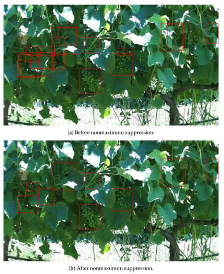 Agronomy | Free Full-Text | Grape Bunch Detection at Different Growth Stages Using Deep Learning ...