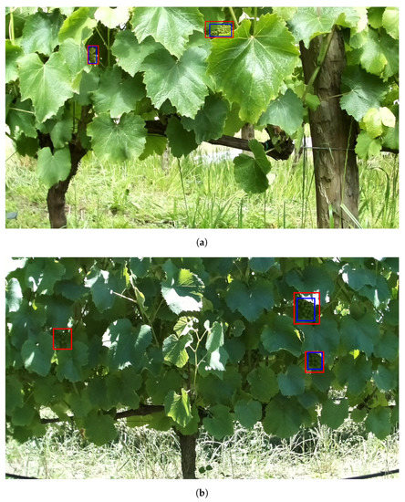 Agronomy | Free Full-Text | Grape Bunch Detection at Different Growth Stages Using Deep Learning ...