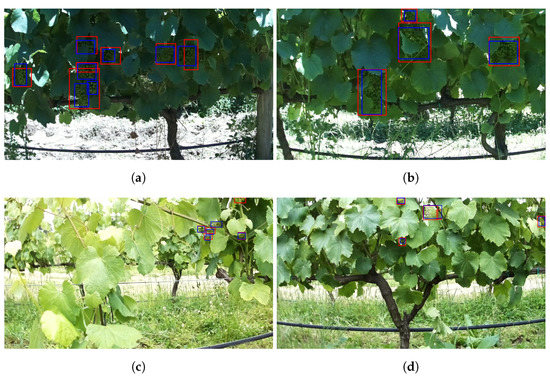 Agronomy | Free Full-Text | Grape Bunch Detection at Different Growth Stages Using Deep Learning ...
