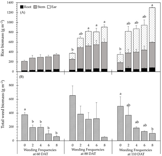 Weeding Frequencies Decreased Rice–Weed Competition and Increased Rice ...