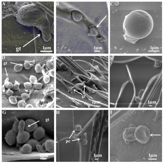 Infection of the Western Flower Thrips, Frankliniella occidentalis, by ...