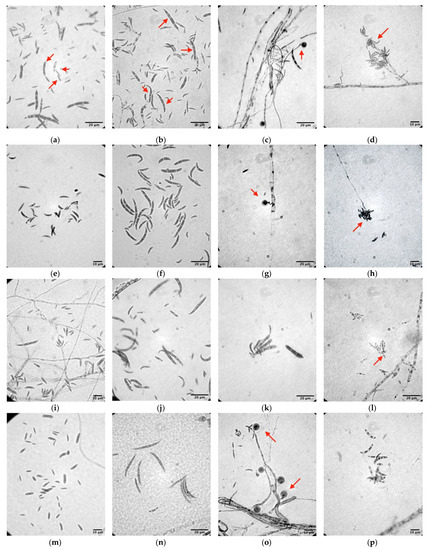 Current Classification and Diversity of Fusarium Species Complex, the ...