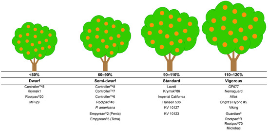 Optimizing Peach Tree Canopy Architecture for Efficient Light Use ...
