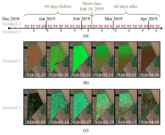 Detection of Crop Hail Damage with a Machine Learning Algorithm Using Time Series of Remote ...