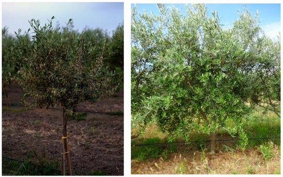 Lecciana, a New Low-Vigour Olive Cultivar Suitable for Super High ...