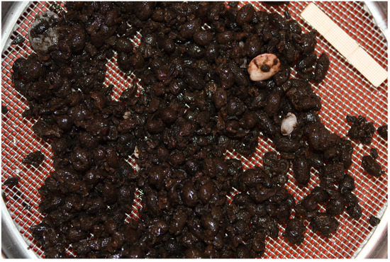 The Shape Diversity of Olive Stones Resulting from Domestication and ...