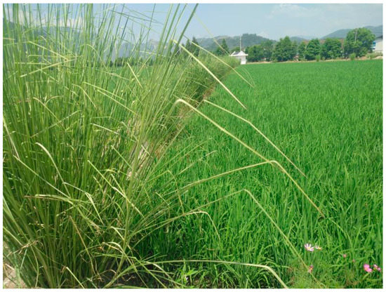 Ecological Engineering for Rice Insect Pest Management: The Need to ...
