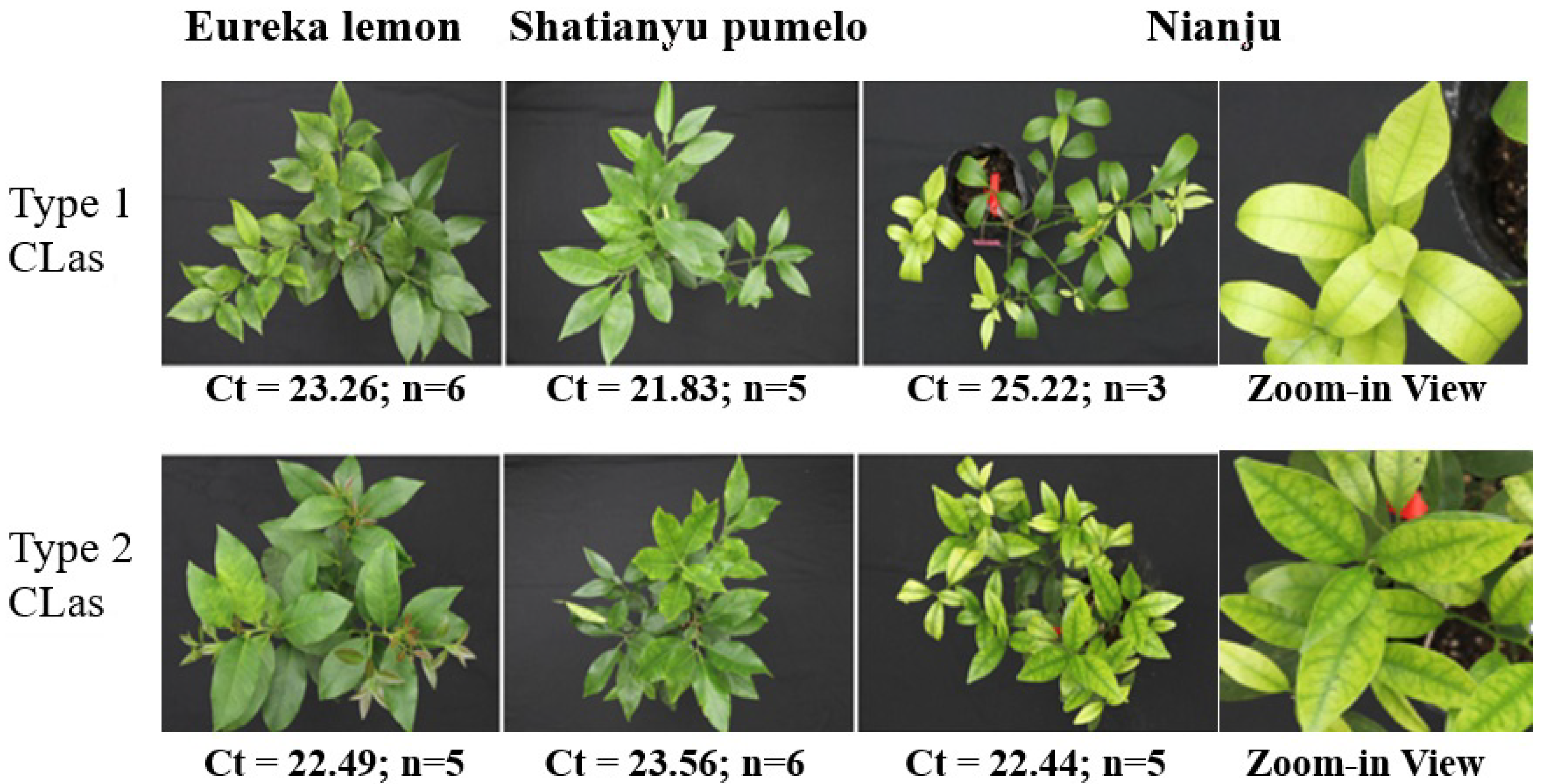 Investigation of Citrus HLB Symptom Variations Associated with ...