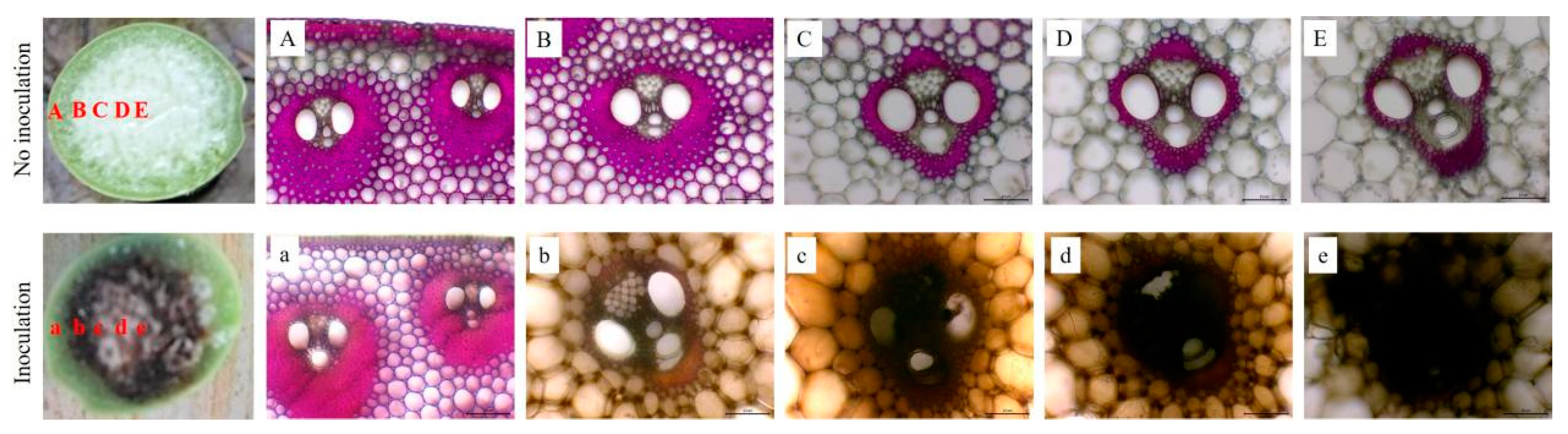 Physiological Influence of Stalk Rot on Maize Lodging after ...