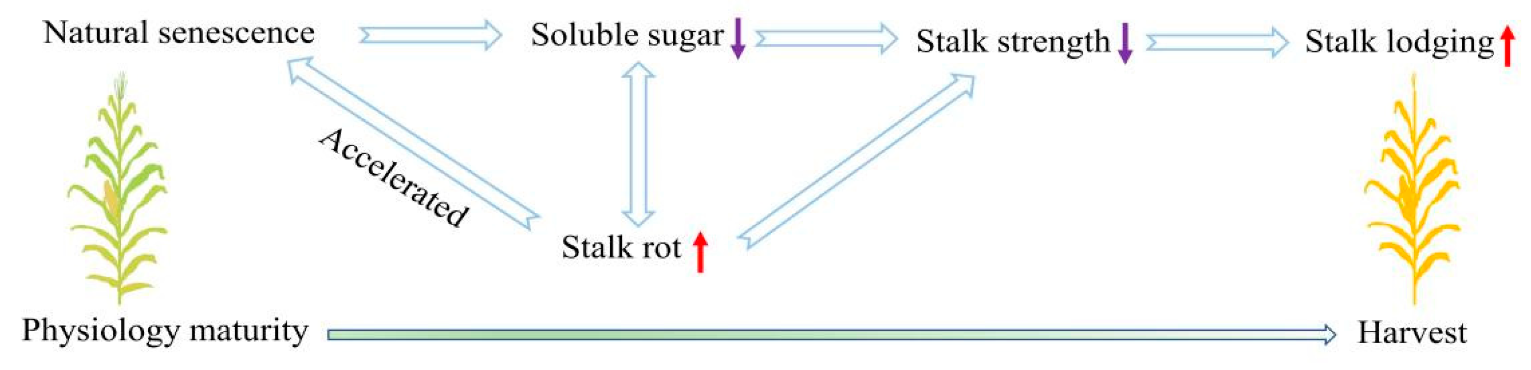 Physiological Influence of Stalk Rot on Maize Lodging after ...
