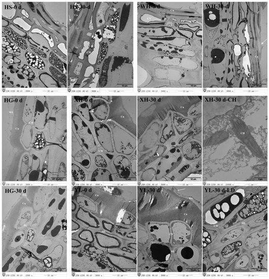 Changes in Ultrastructure and Oxidation Resistance of Peel of Pear ...