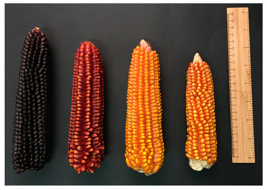 The Ancient Varieties of Mountain Maize: The Inheritance of the Pointed ...