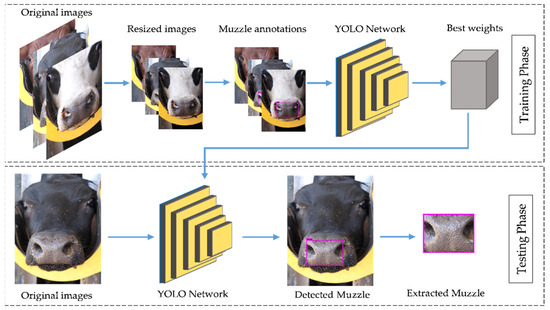 Automated Muzzle Detection and Biometric Identification via Few-Shot ...