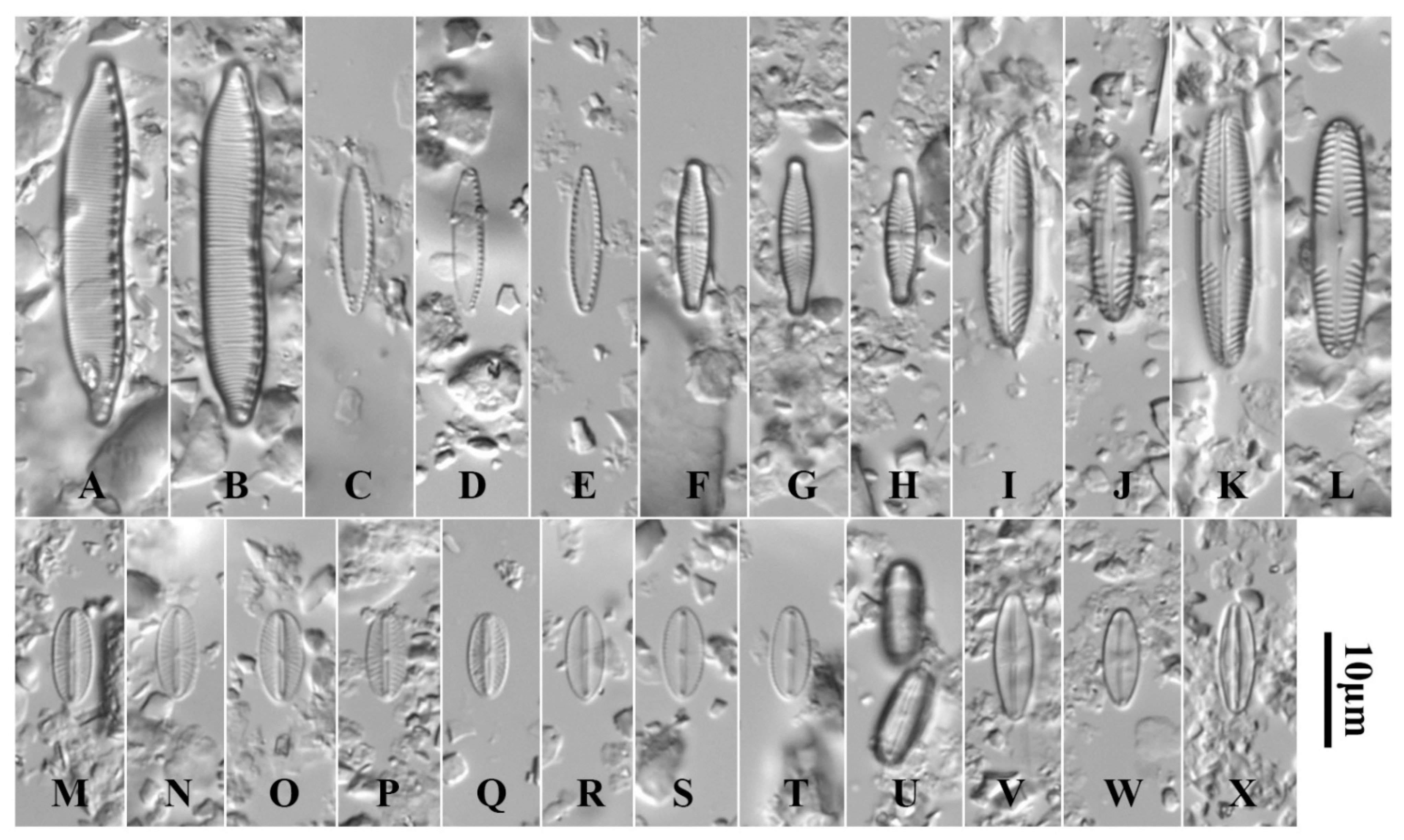 Effect of Different Doses of Ash from Biomass Combustion on the ...