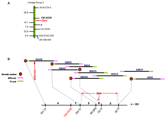 The Melon Zym Locus Conferring Resistance to ZYMV: High Resolution ...