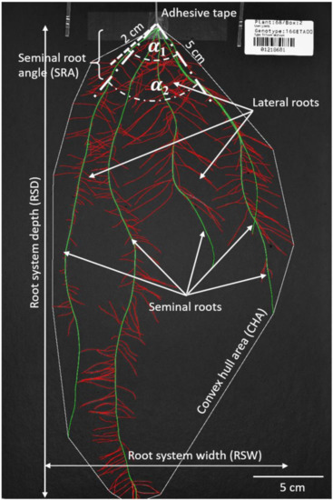 Agronomy | Free Full-Text | Variation in Root System Architecture among ...