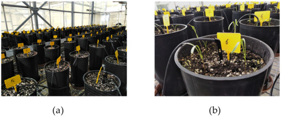 Comparative Characterization of Eastern Carrot Accessions for Some Main ...
