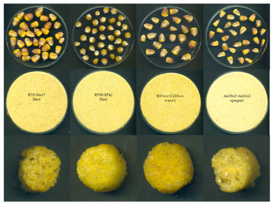 Nutritional Value of Whole Maize Kernels from Diverse Endosperm Types ...