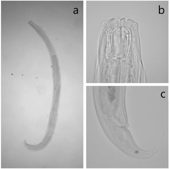 Mulching with Leaf Litter from Municipal Green Waste Favours Predatory ...