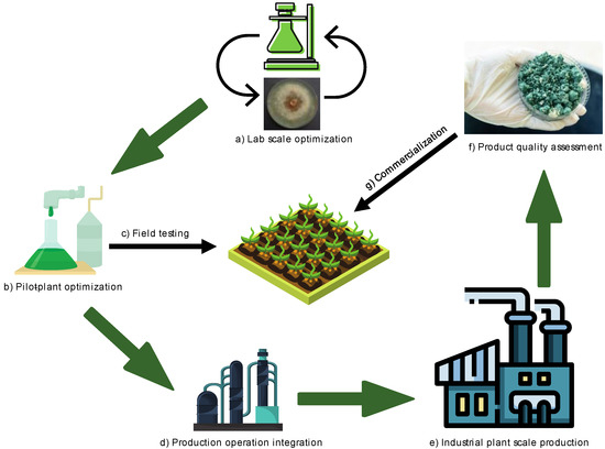 Harnessing Trichoderma in Agriculture for Productivity and Sustainability