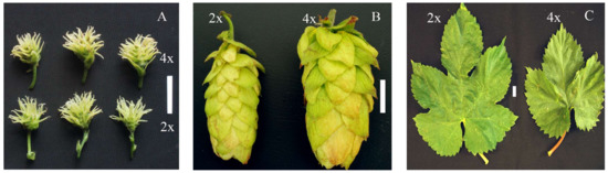 Polyploidy in Industrial Crops: Applications and Perspectives in Plant ...