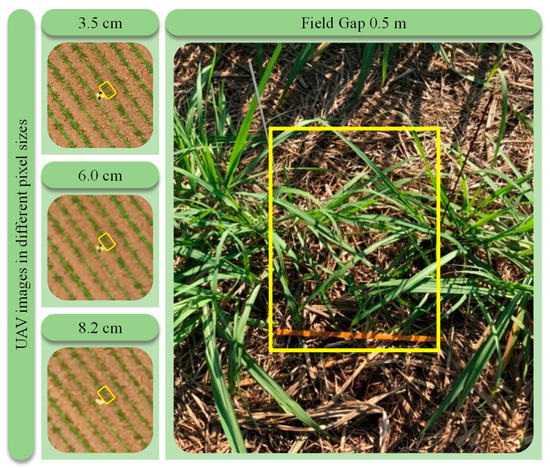 Mapping Gaps in Sugarcane by UAV RGB Imagery: The Lower and Earlier the Flight, the More Accurate