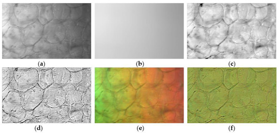 Characterizing Hyperspectral Microscope Imagery for Classification of ...