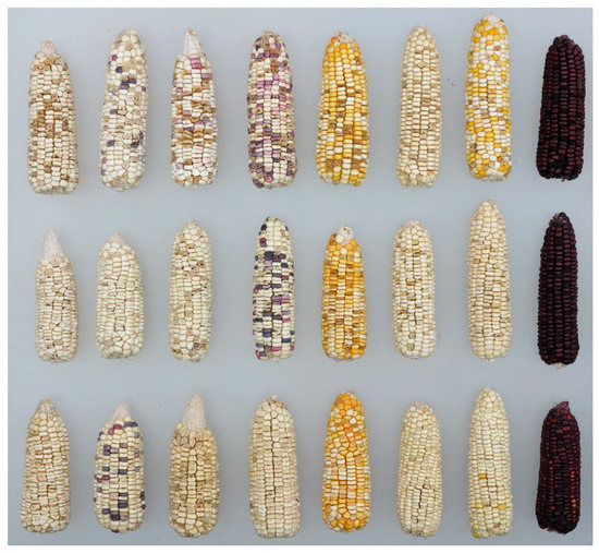 Simultaneous Selection of Sweet-Waxy Corn Ideotypes Appealing to Hybrid ...
